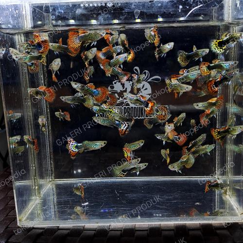 Jual IKAN HIAS AIR TAWAR - GUPPY JANTAN MIX - Jakarta Pusat - GALERI PRODUK | Tokopedia