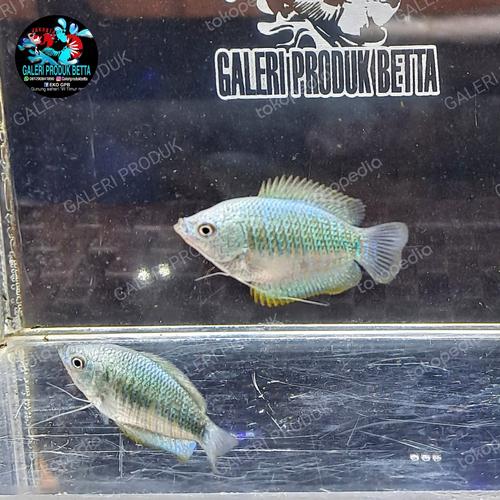 Jual IKAN HIAS AIR TAWAR - SEPAT RALIS - IKAN AQUASCAPE - Jakarta Pusat ...
