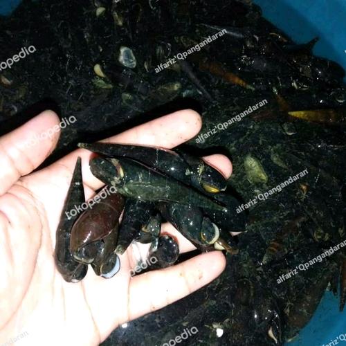 Jual Kerang Sumpil, Susuh Air tawar / Payau Hidup 500.Gram - Kab ...