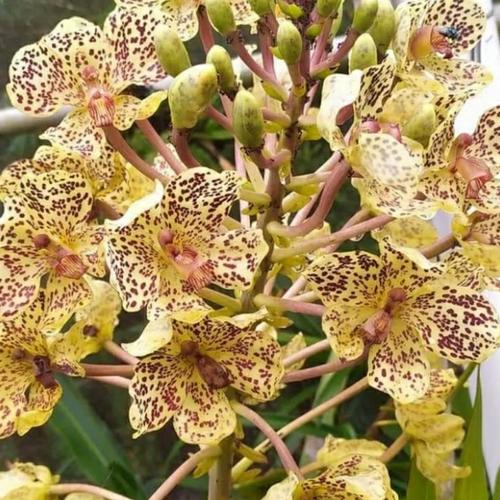 Promo Tanaman hias anggrek dendrobium grama purple _ tanaman anggrek ...