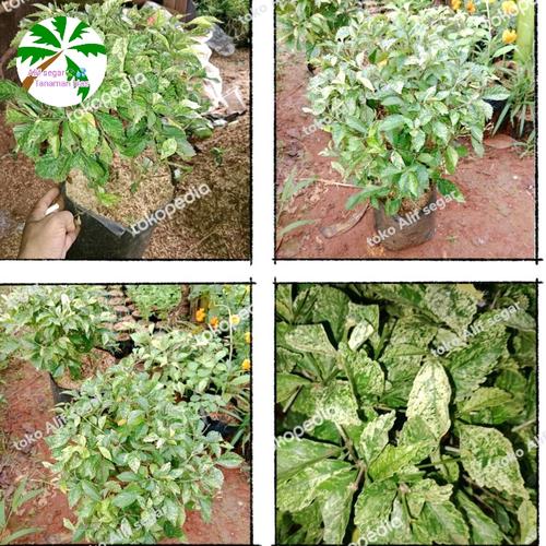 Jual pohon tehtehan /tanaman hias variegata tehtehan sudah bulat - Kab ...