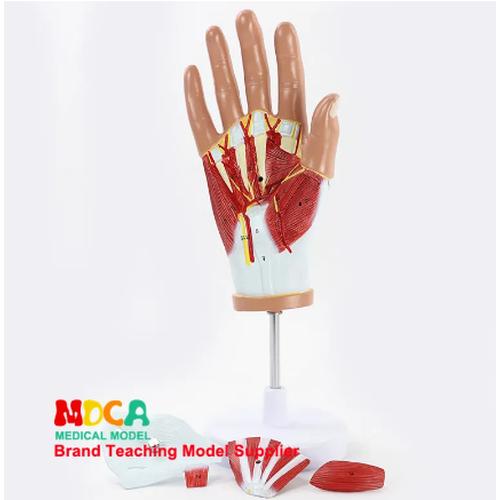 Jual Model anatomi tangan otot Model Tendon model belajar dokter ...