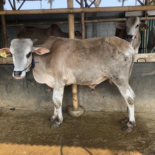 Jual Sapi Jawa Potong Kurban Sedekah Hajatan, bobot 280 kg up - Jakarta ...