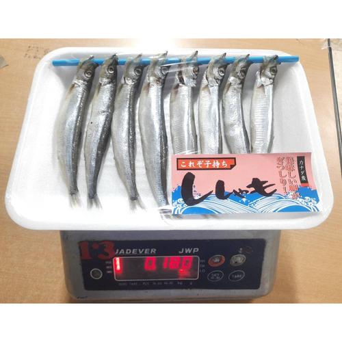 Jual Ikan Shisamo Capelin Sisamo isi Telur Ikan Tobiko tinggi omega 3 ...