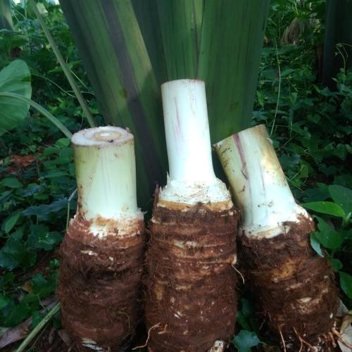 Jual Talas Ketan/pratama 2(1kg) - Kab. Bogor - Berkah garden84 | Tokopedia