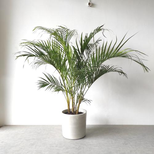 Jual PALM KUNING XL + POT CONCRETE | Tanaman Hias - Pot Tanaman - Pot ...