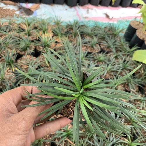 Jual tanaman kucai mini rumput taman - kucai mini - Kab. Bogor - HUTAN ...