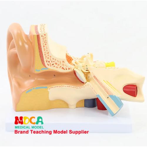 Jual Model labirin Ossicle pendengaran telinga alat belajar kedokteran ...