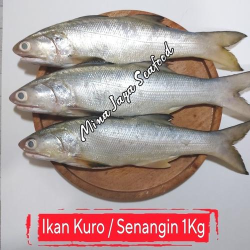 Promo Ikan senangin / Kuro / ikan segar laut - Jakarta Utara - mina ...