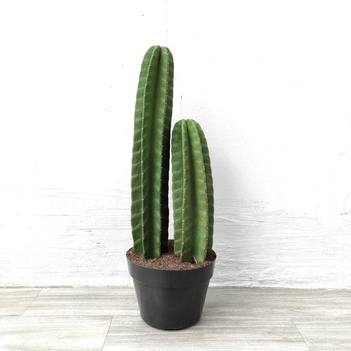 Jual KAKTUS KOBOI 2 Batang - CACTUS COWBOY | Tanaman Hias - Tanaman ...