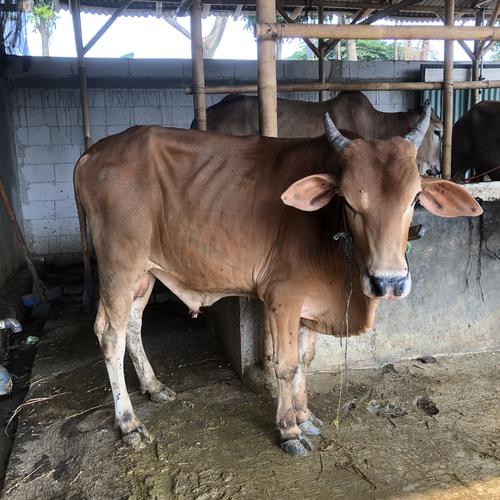 Jual Sapi Madura Potong Kurban Sedekah Hajatan, bobot 280 kg up ...