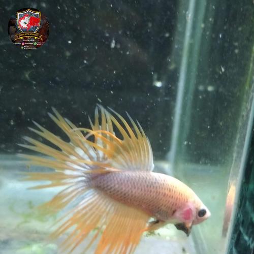 Jual Ikan Cupang Serit Yellow - Kota Depok - BossFish | Tokopedia