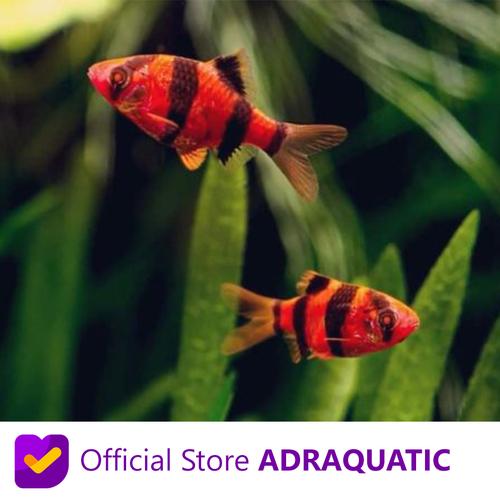 Jual IKAN HIAS GLOWFISH TIGER RED BARB SUMATRA SUMATERA GLOW FISH AIR TAWAR - Kota Bandung ...