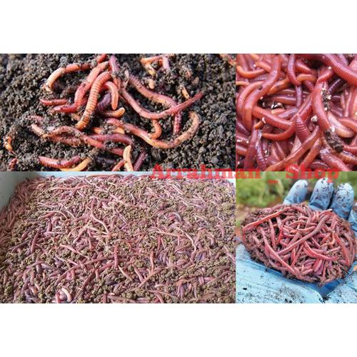Promo Cacing Tanah - Cacing Umpan Mancing - Pakan Predator isi 10 ekor ...