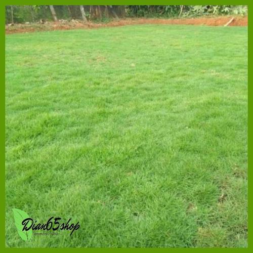 Jual Rumput Swiss, rumput Swiss hidup, rumput Swiss asli, ukuran ...