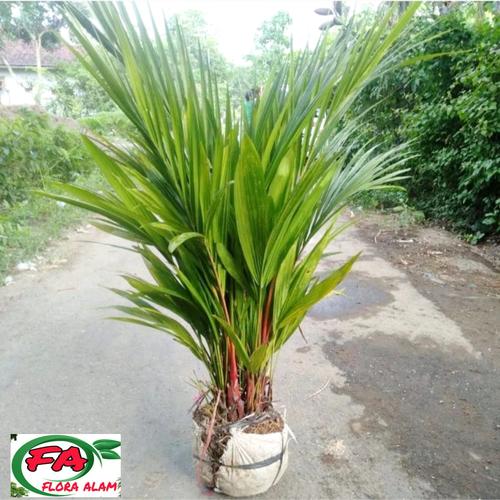 Jual Tanaman Hias Pohon Palem Merah - Jakarta Utara - FLORAALAM ...