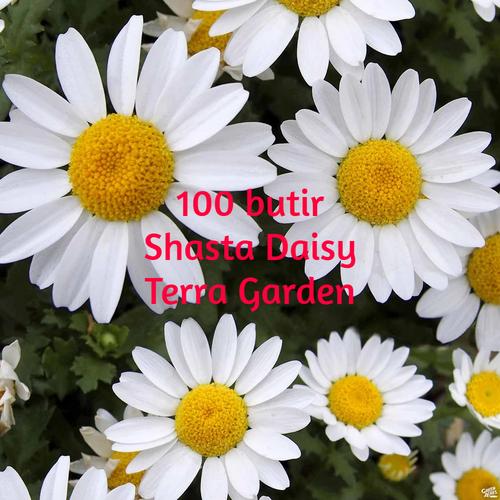 Jual Biji Benih Bunga Creeping Daisy Leucanthemum paludosum Tanaman ...