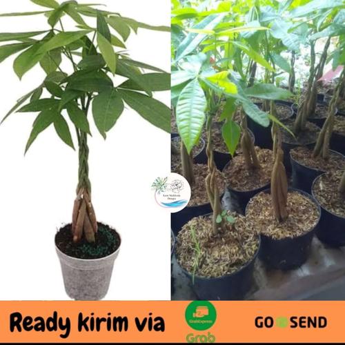Promo Tanaman Pachira Money Tree Kepang - Tanaman Hias Pachira Kepang ...