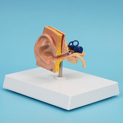 Jual Anatomi Telinga Manusia Alat Mengajar Medis Untuk Kedokteran ...