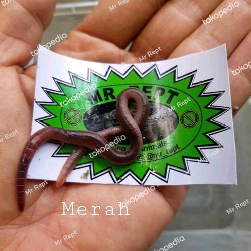 Jual Cacing Tanah Hidup - Cacing Merah - Kab. Tangerang - Mr Rept ...