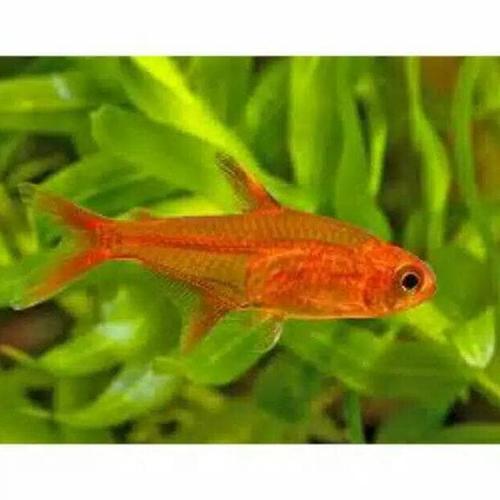 Jual Ikan Hias amandae tetra mini aquascape - Kota Tangerang Selatan ...