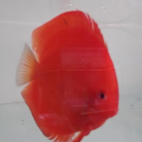 Jual ANAKAN DISCUS MIX ||Rayakan DISCUS ||DISCUS - RGD, 1cm - Kota ...