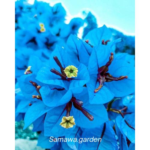 Promo Tanaman hias bugenvil bunga kertas tanaman hidup ID blue ice ...