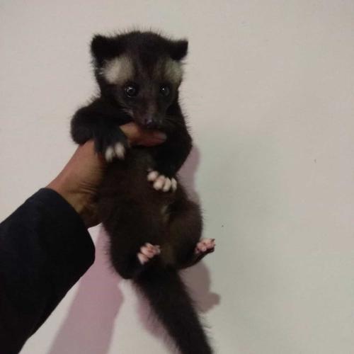 Jual Musang Bulan Kaki Kutek (Jari Putih) - Jakarta Pusat - Markas ...