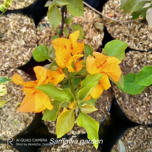 Promo Tanaman hias bugenvil bunga kertas tanaman hidup ID kuning lokal ...