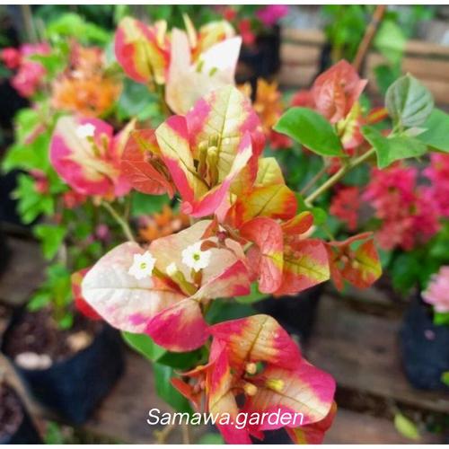 Promo Tanaman hias bugenvil variasi tanaman hidup - Media tanam - Kab ...