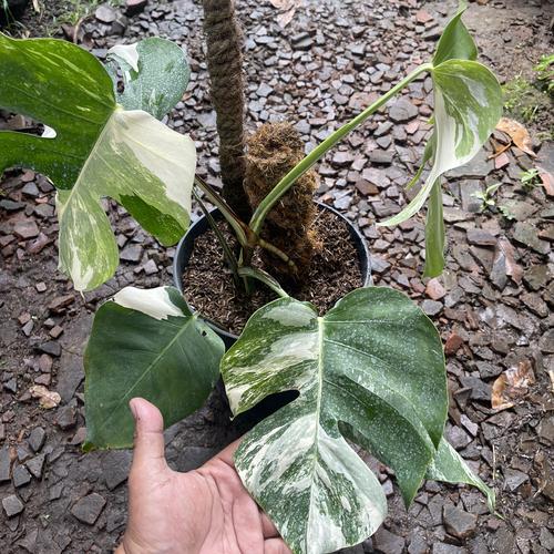 Jual Monstera variegata holland white tiger 6 daun pucuk - Kab. Bantul ...