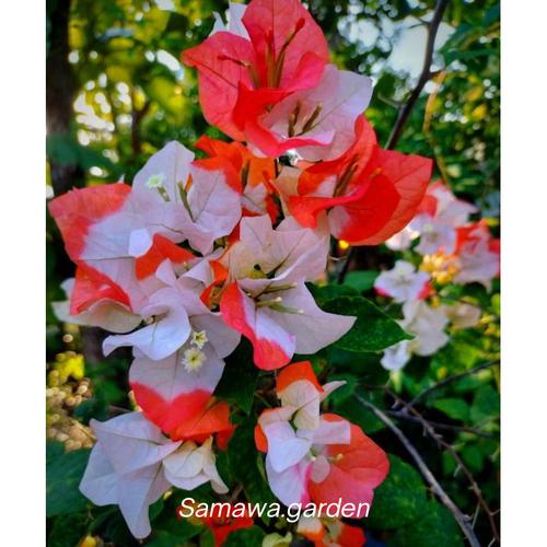 Promo Tanaman hias bugenvil bunga kertas tanaman hidup ID maharani ...