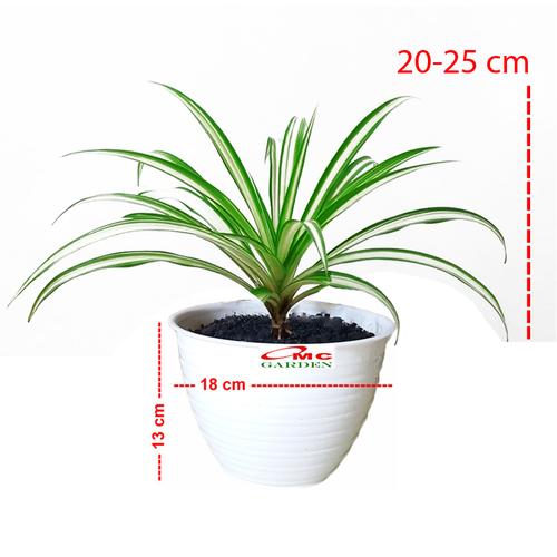 Jual Spider Plant Tanaman Laba-Laba Lili Lily Paris Gantung Bibit 2025 ...