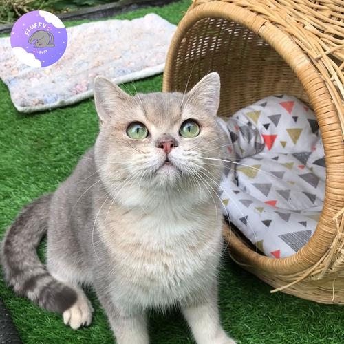 Jual Kucing BSH British Shorthair Ped Blue Golden AY12 Jantan Short ...