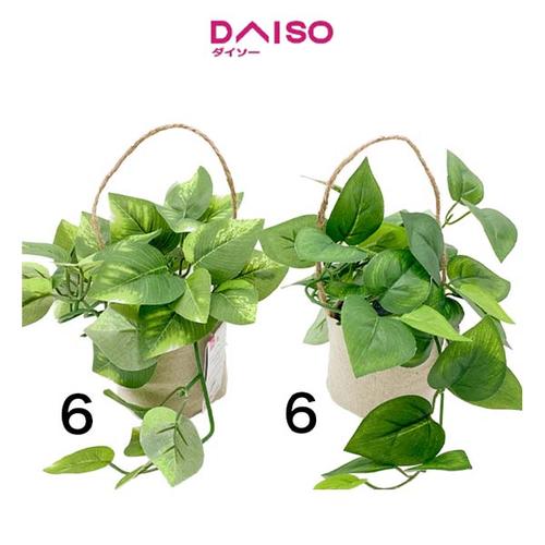 Jual Daiso Hanging Pot Pothos - With spot - Kab. Tangerang - DAISO ...