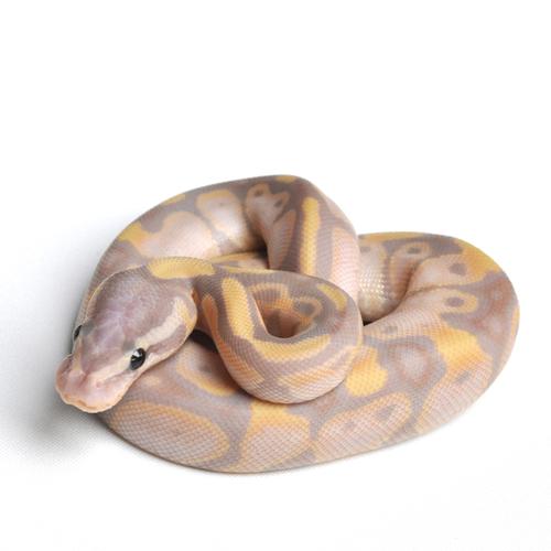 Jual Ball python banana specter - ular piton reptil peliharaan jantan ...