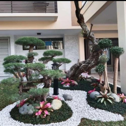 Jual taman rumput gajah mini ples pohon Cemara udang/bonsai elgent ...