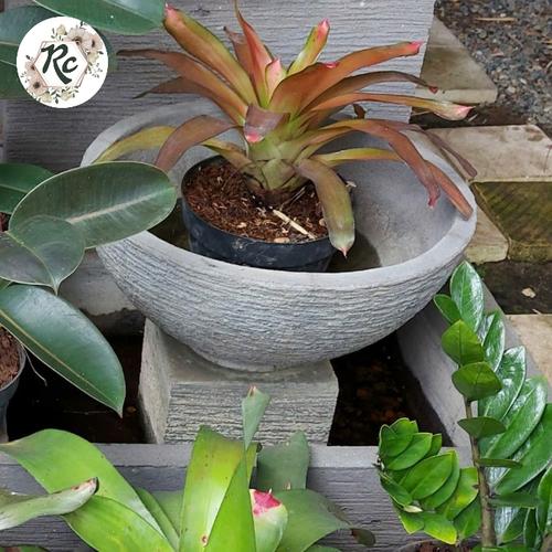 Jual Pot Batu Taman Teratai Air Mancur Kolam Ikan Plus Penyangga Kotak ...