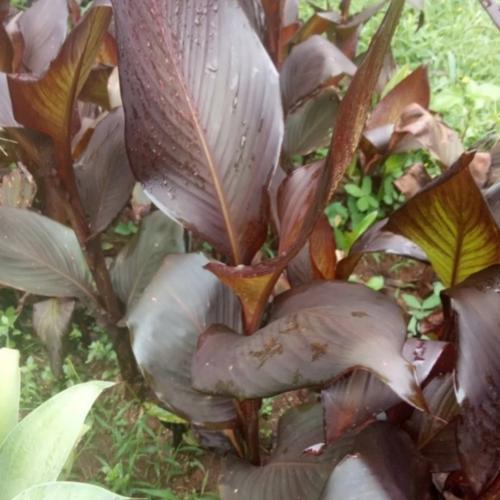 Jual tanaman hias kana bunga merah | pohon pisang kana bunga merah ...