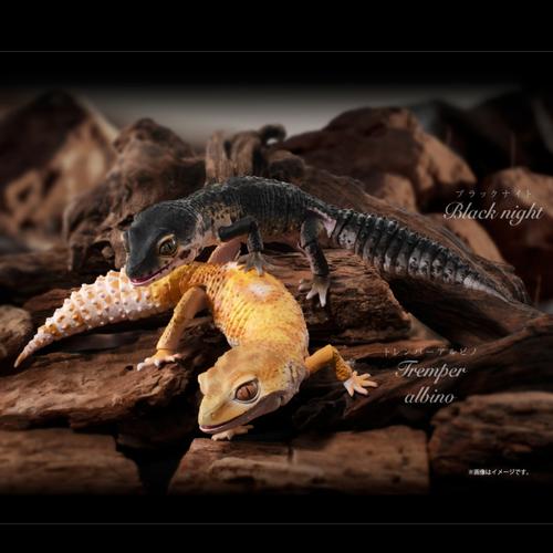 Jual Ikimono Leopard Gecko figure Bandai tangerine black knight albino ...