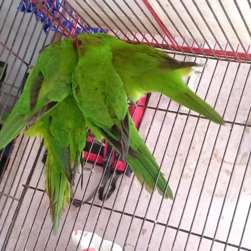 Jual burung perkici lucu sekali - Kab. Bogor - luak kampus petshop ...