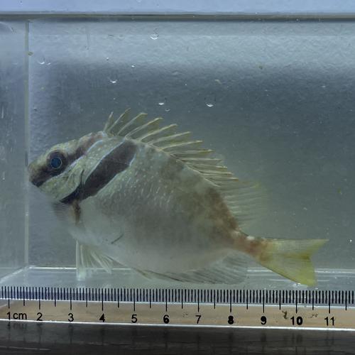 Jual baronang kalung/samadar biasa/siganus virgatus/two barred ...