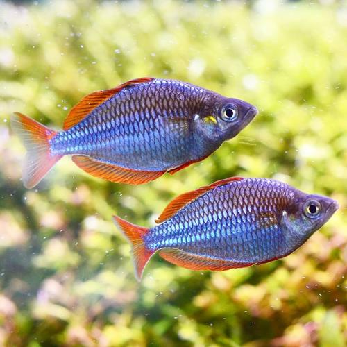 Jual Rainbow Praecox / Rainbow Peacock / Dwarf Neon Rainbow - Kota ...