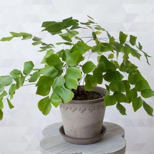 Jual Tanaman Pakis Suplir Besar / Maiden Fern / Adiantum Peruvianum ...