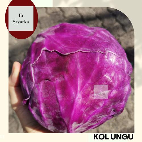 Jual KOL UNGU SEGAR - KOL MERAH - KOL IMPORT 1 KG - Jakarta Utara - Hi ...
