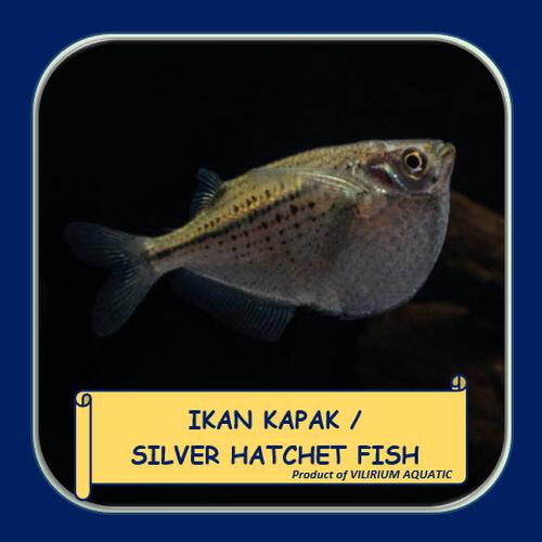 Jual IKAN HIAS AIR TAWAR - IKAN KAPAK / SILVER HATCHET FISH - Jakarta ...