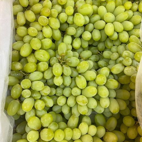 Promo buah anggur ijo 500gram|premium crispy manis kriuk|buah segar ...