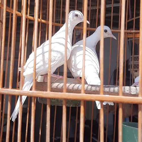 Jual burung perkutut putih mata merah jantan bodi panjang super - Kab ...