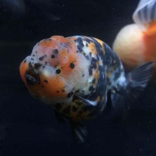 Jual IKAN MAS KOKI RANCHU CALICO / GOLDFISH FANCY / IKAN HIAS RANCU ...