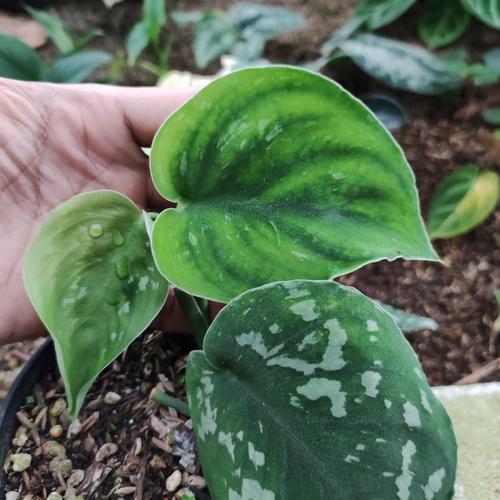 Jual scindapsus pictus baticon - Kab. Banyumas - URUN OKSIGEN | Tokopedia